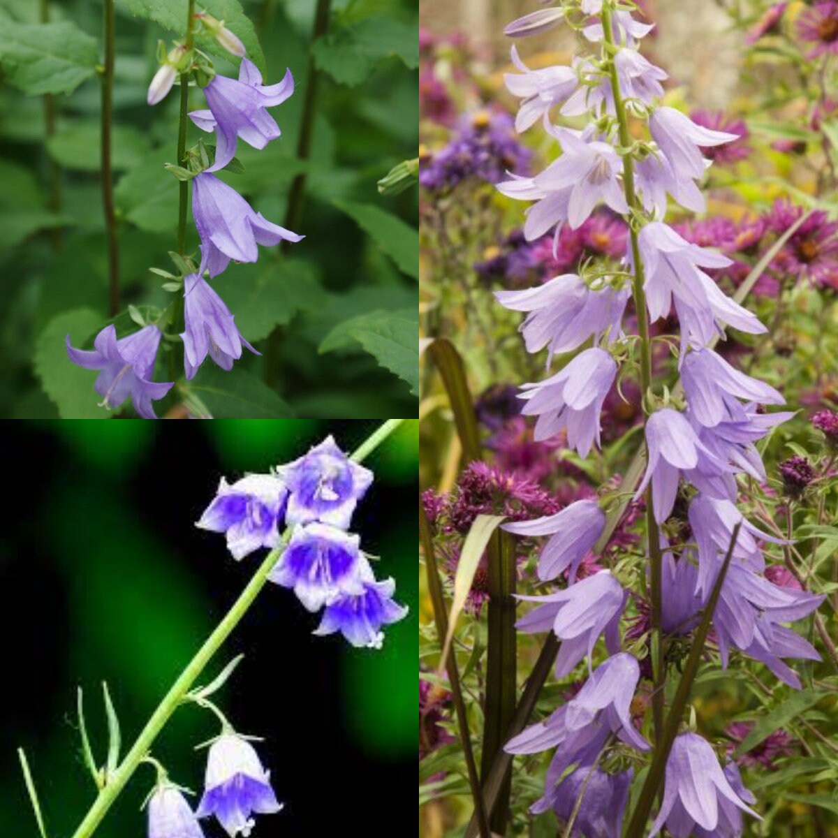Seeds for Planting, Adenophora Bulleyana Seeds, Ladybells,~ Bulk ...