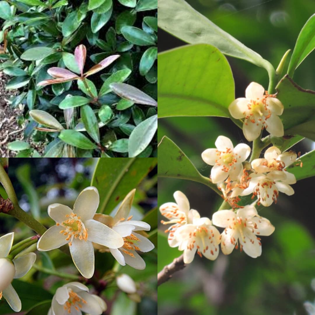 Seeds for Planting, Cleyera Japonica Seeds, Sakaki, Japanese Cleyera ...