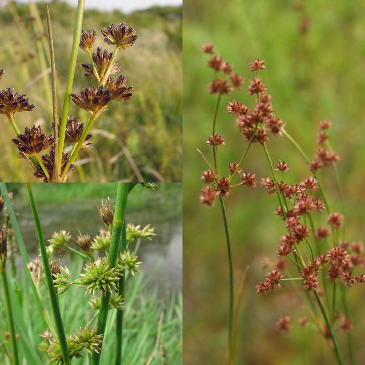 Juncus Canadensis