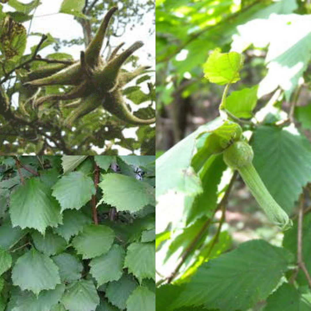 Seeds for Planting, Corylus Sieboldiana Mandshurica Seeds, Manchurian ...