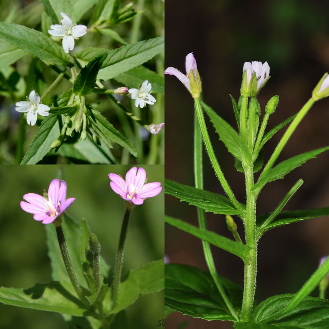 Seeds for Planting, Epilobium Glandulosum Seeds, Northern Willow Herb ...