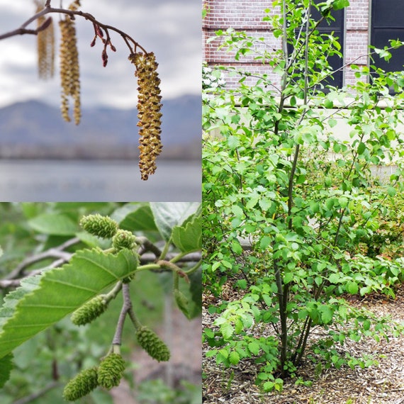 Seeds for Planting Alnus Incana Tenuifolia Seeds Mountain - Etsy