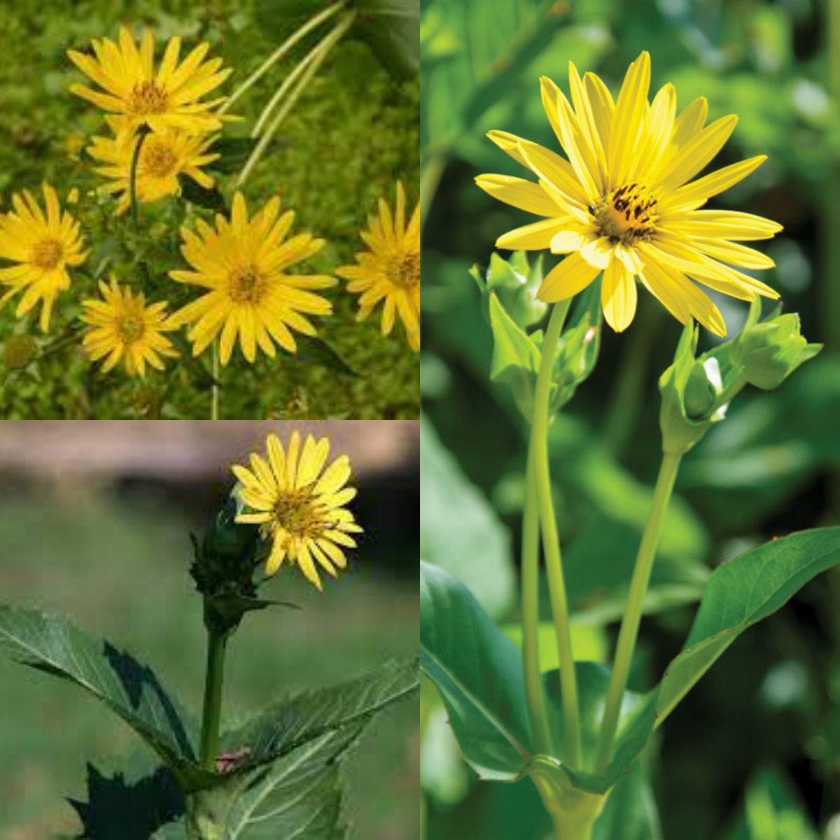 Seeds for Planting, Silphium Perfoliatum Seeds, Cup-plant, Rosinweed ...