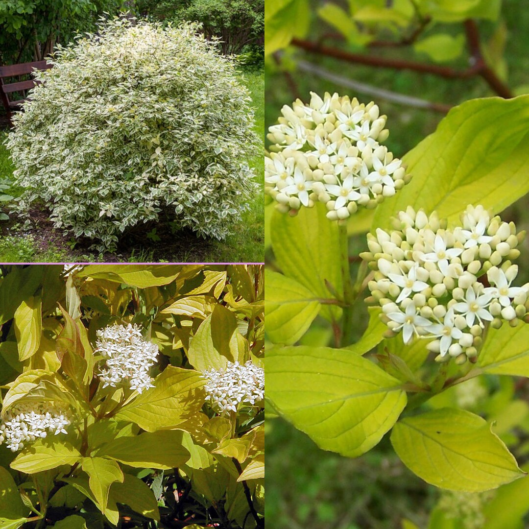 Seeds for Planting, Cornus Alba Seeds, Tatarian Dogwood, Bulk Wholesale ...