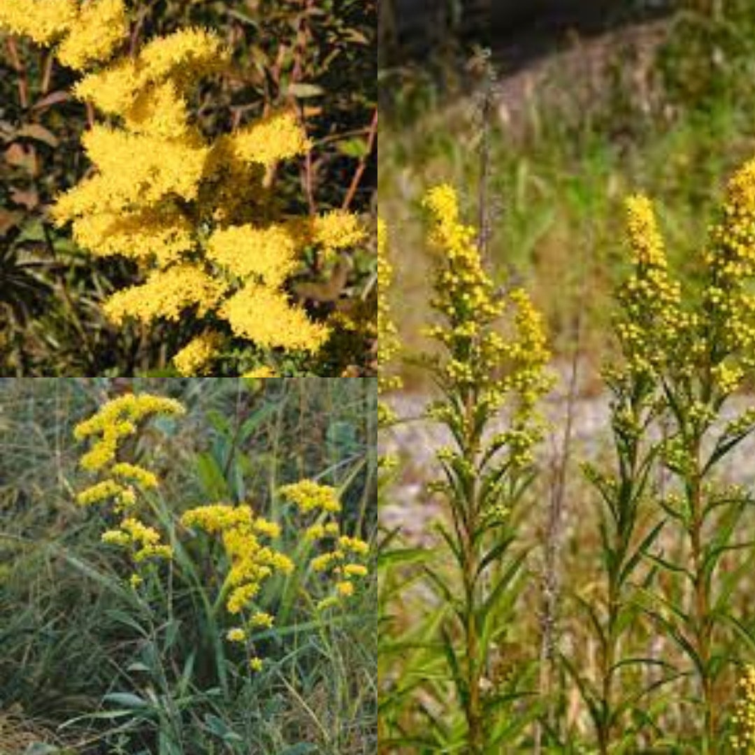 Seeds for Planting, Solidago Nemoralis Seeds, Common Goldenrod ...