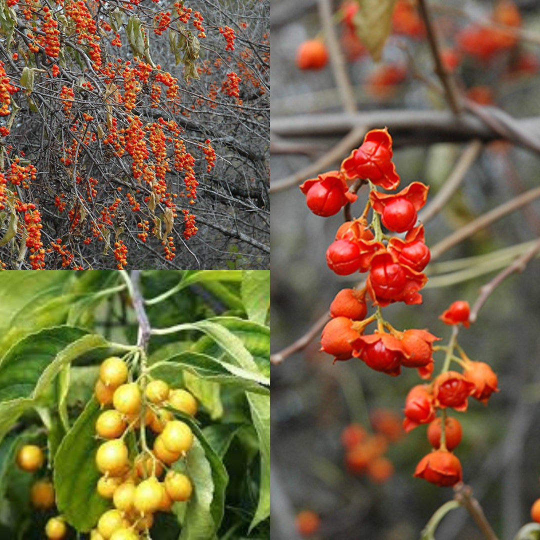 Seeds for Planting, Celastrus Scandens Seeds, Bittersweet, ~ Bulk ...