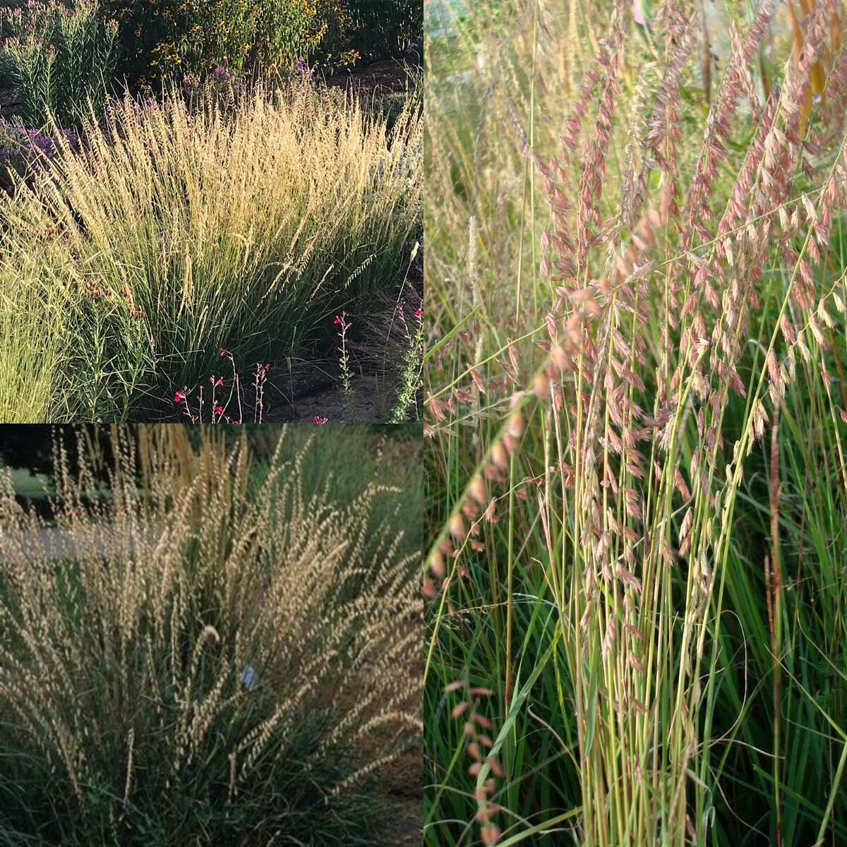 Seeds for Planting, Bouteloua Curtipendula Seeds, Sideoats Grama ...