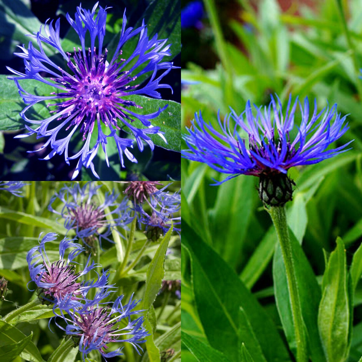 Seeds for Planting, Centaurea Montana Mountain Blue Seeds, Perennial ...