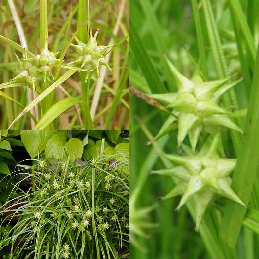 Seeds for Planting, Carex Grayi Seeds, Common Bur Sedge, Gray's Sedge ...