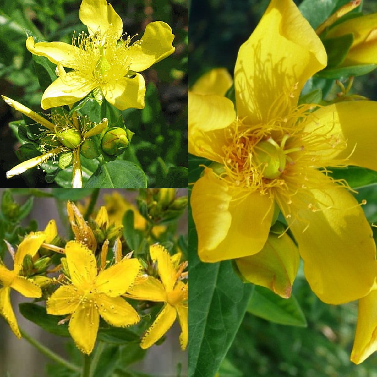 Seeds for Planting, Hypericum Pyramidatum Seeds, Great St John's Wort ...