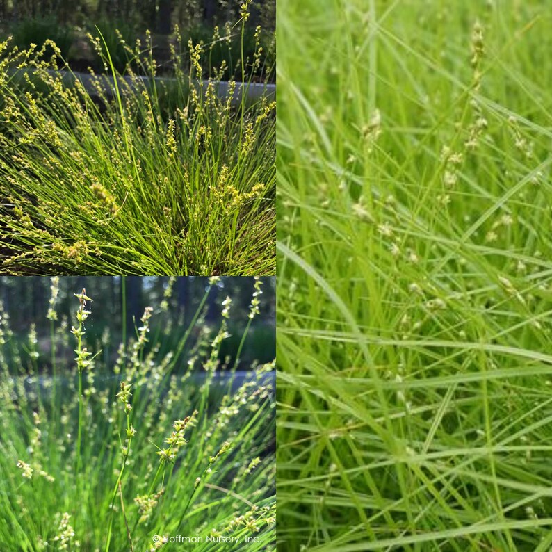 Seeds for Planting, Carex Rosea Seeds, Curly-styled Wood Sedge, Rosy ...