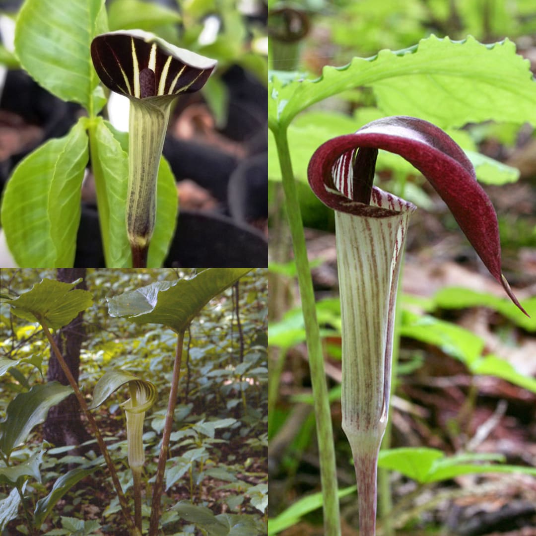 Seeds for Planting, Arisaema Triphyllum Seeds, Jack-in-the-pulpit, Bog ...