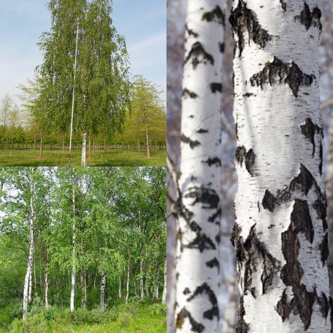 Seeds for Planting, Betula Pendula Prostrate Seeds, Prostrate European ...