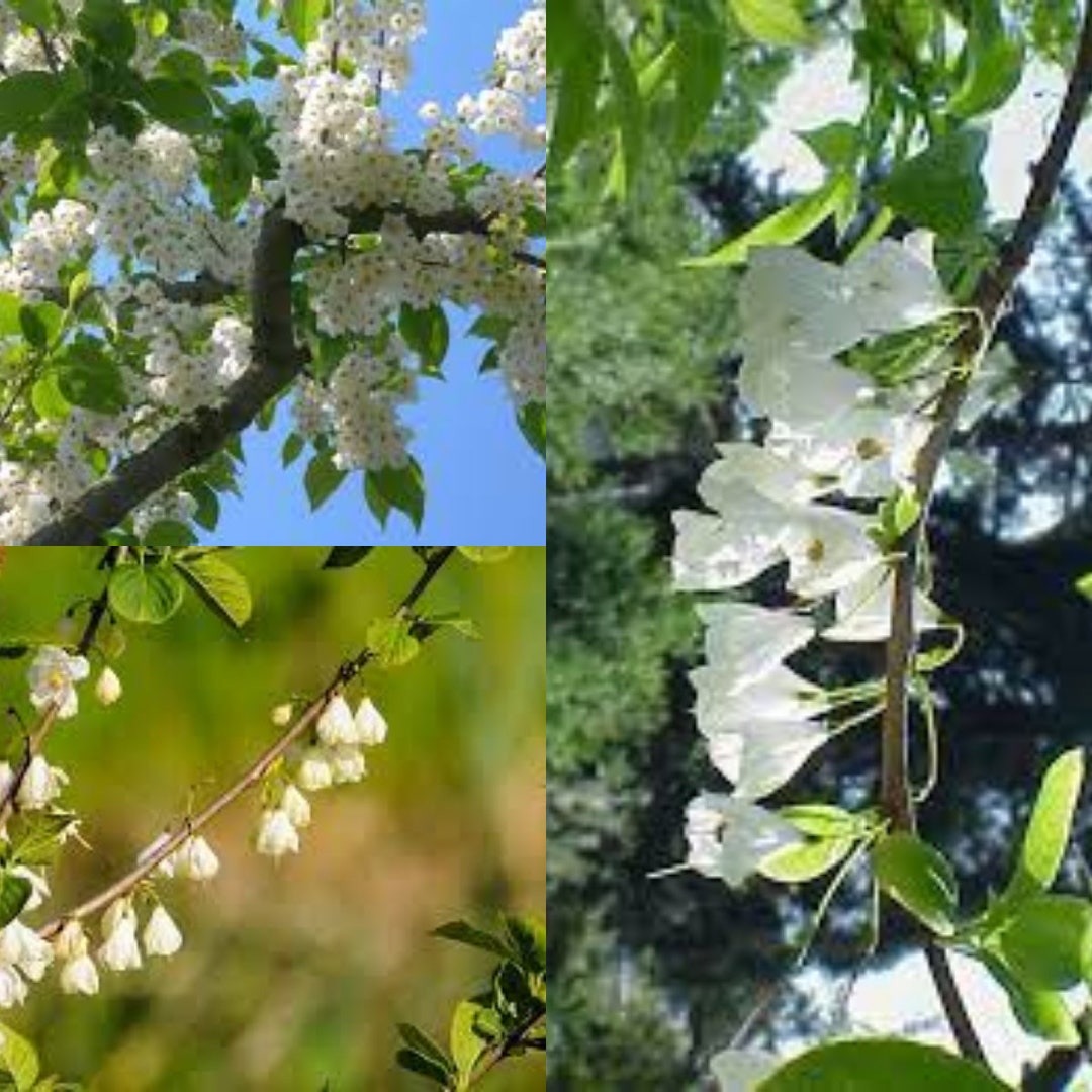 Seeds for Planting, Halesia Carolina Seeds, Carolina Silverbell, ~ Bulk ...