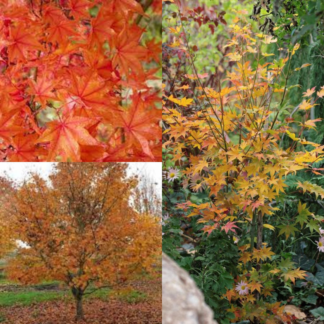 Seeds for Planting, Acer Palmatum Amoenum Hogyoku Dry Seed, Hogyoku ...