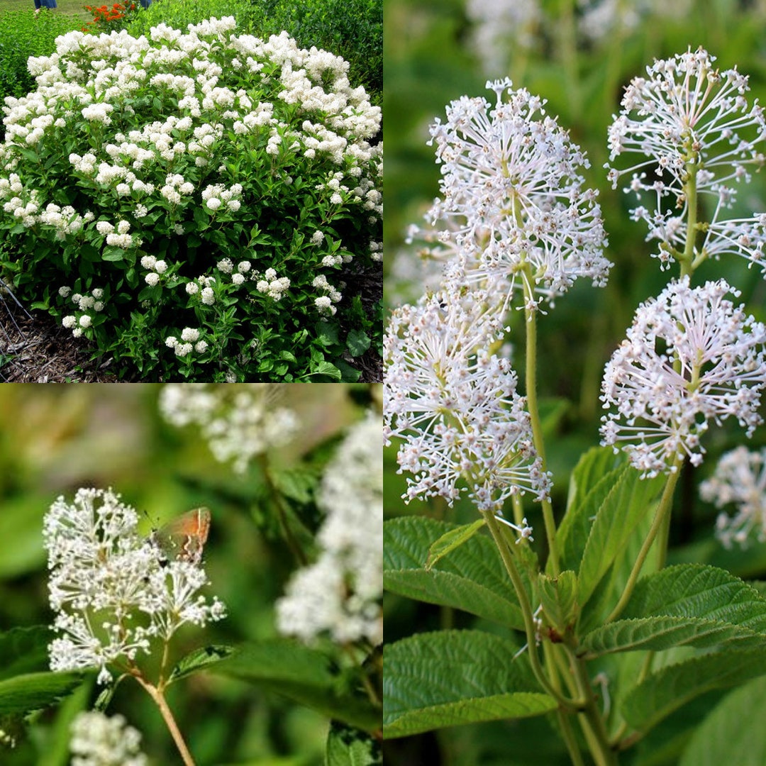 Seeds for Planting, Ceanothus Americanus Seeds, New Jersey Tea, Jersey ...