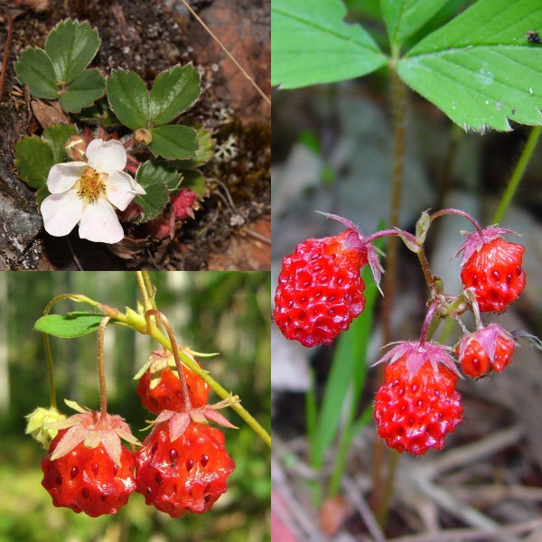 Fragaria - Etsy