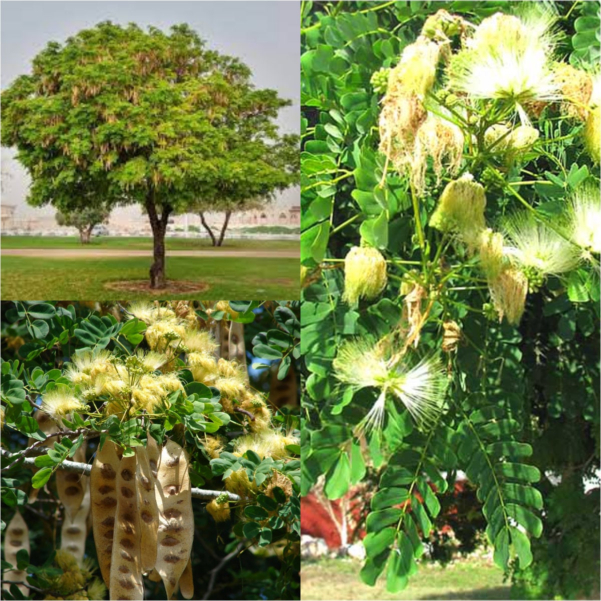 Seeds for Planting, Albizia Lebbeck Seeds, Lebbeck, Lebbek Tree, Flea ...
