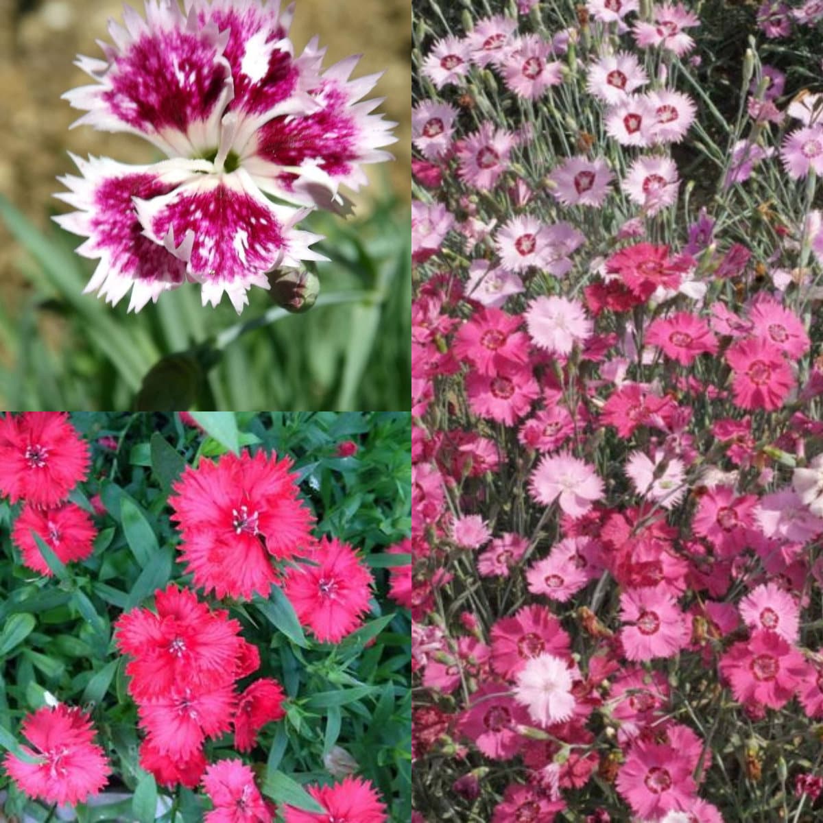 Dianthus Plumarius Spring Beauty