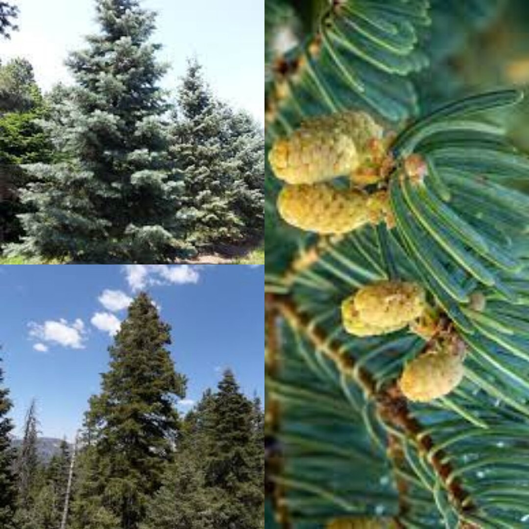 Seeds for Planting, Abies Concolor NM, Cibola Seeds, White Fir ...