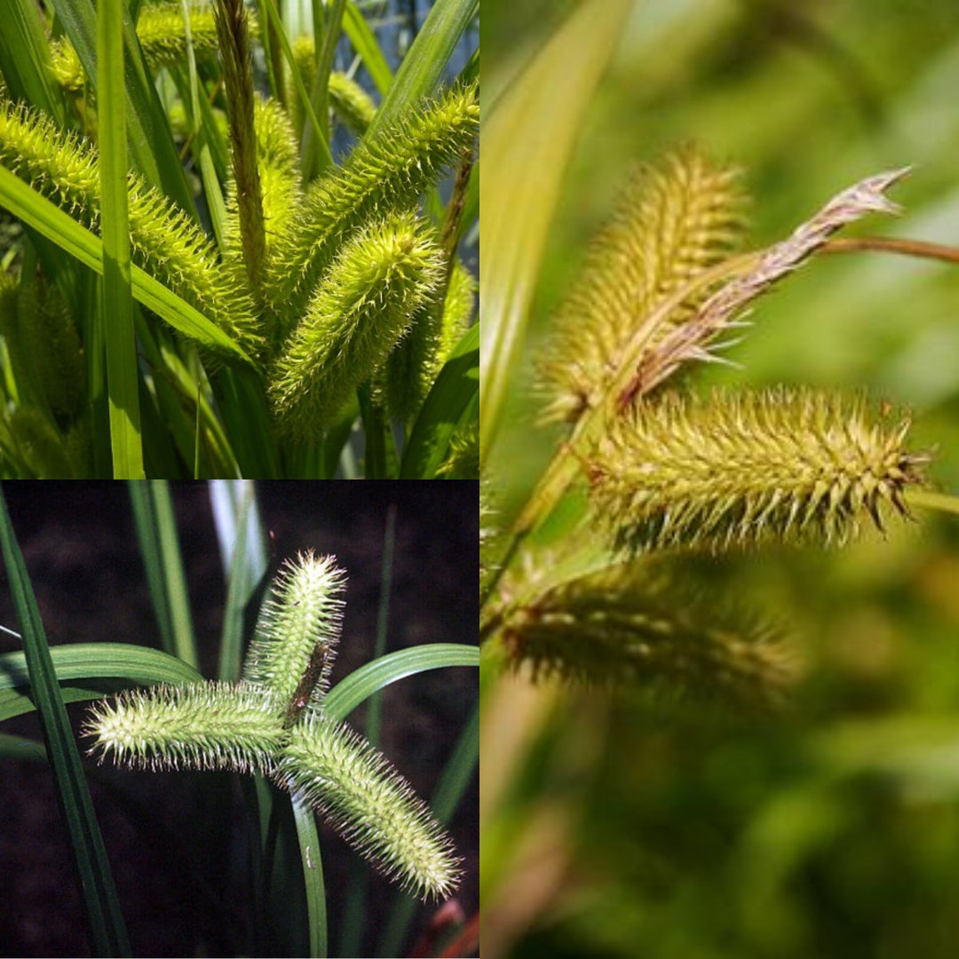 Seeds for Planting, Carex Comosa Seeds, Longhair Sedge, Bristly Sedge ...