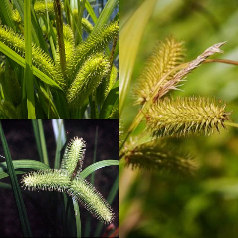 Seeds for Planting, Carex Comosa Seeds, Longhair Sedge, Bristly Sedge ...