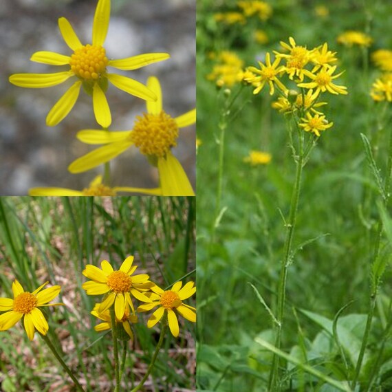 Seeds for Planting Packera Plattensis Seeds Prairie Ragwort - Etsy