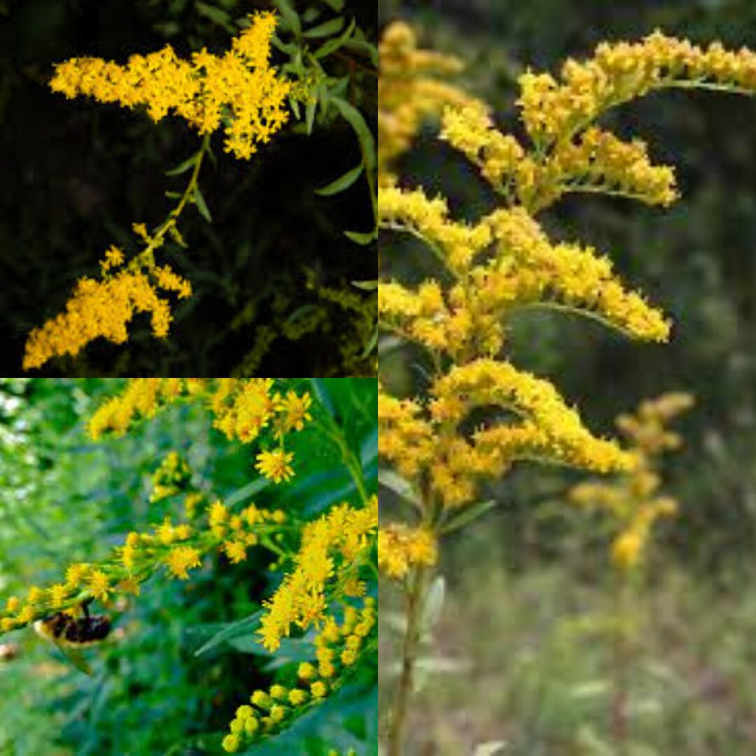 Seeds for Planting, Solidago Juncea Seeds, Early Goldenrod, Plume ...