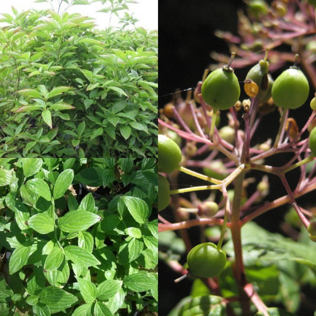 Seeds for Planting, Cornus Sessilis Seeds, Blackfruit Dogwood, Miner's ...