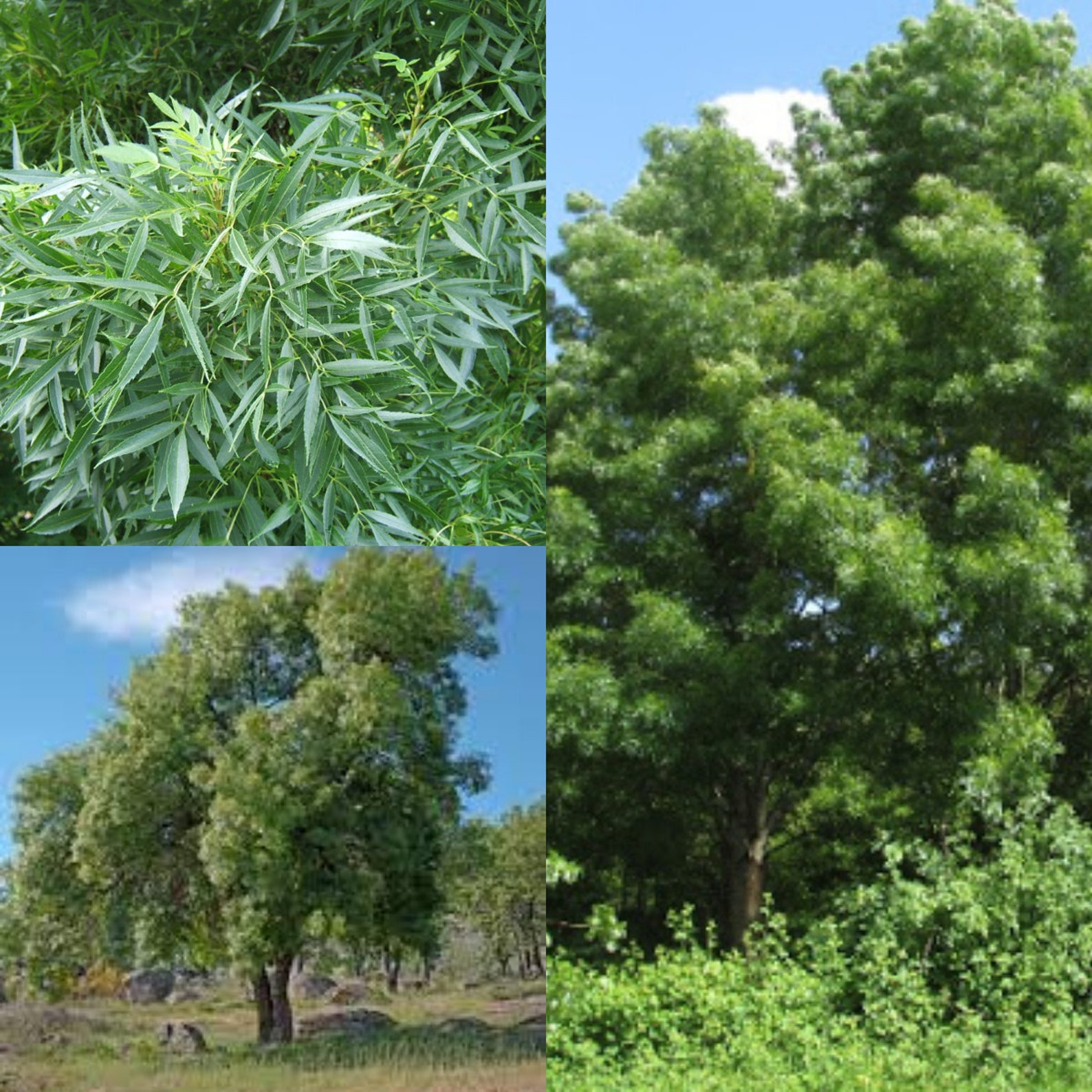 Seeds for Planting, Fraxinus Angustifolia Seeds, Narrowleaf Ash,~ Bulk ...