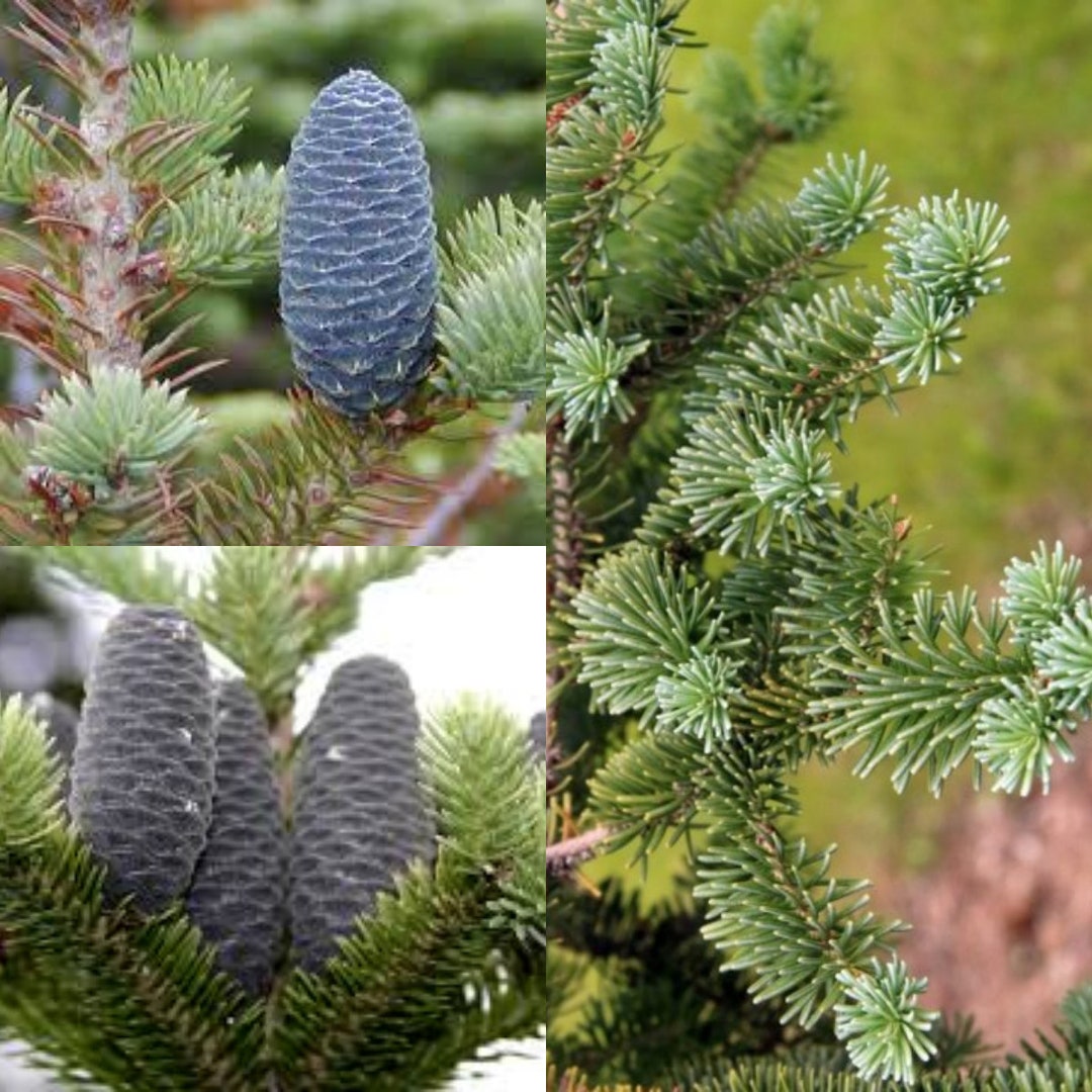 Seeds for Planting, Abies Balsamea Nova Scotia Seeds, Balsam Fir ...