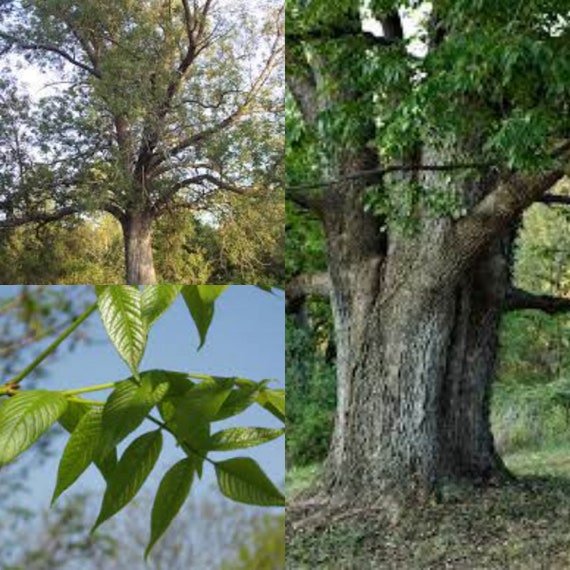Fraxinus Quadrangulata Blue Ash (Fraxinus Quadrangulata Michx.)