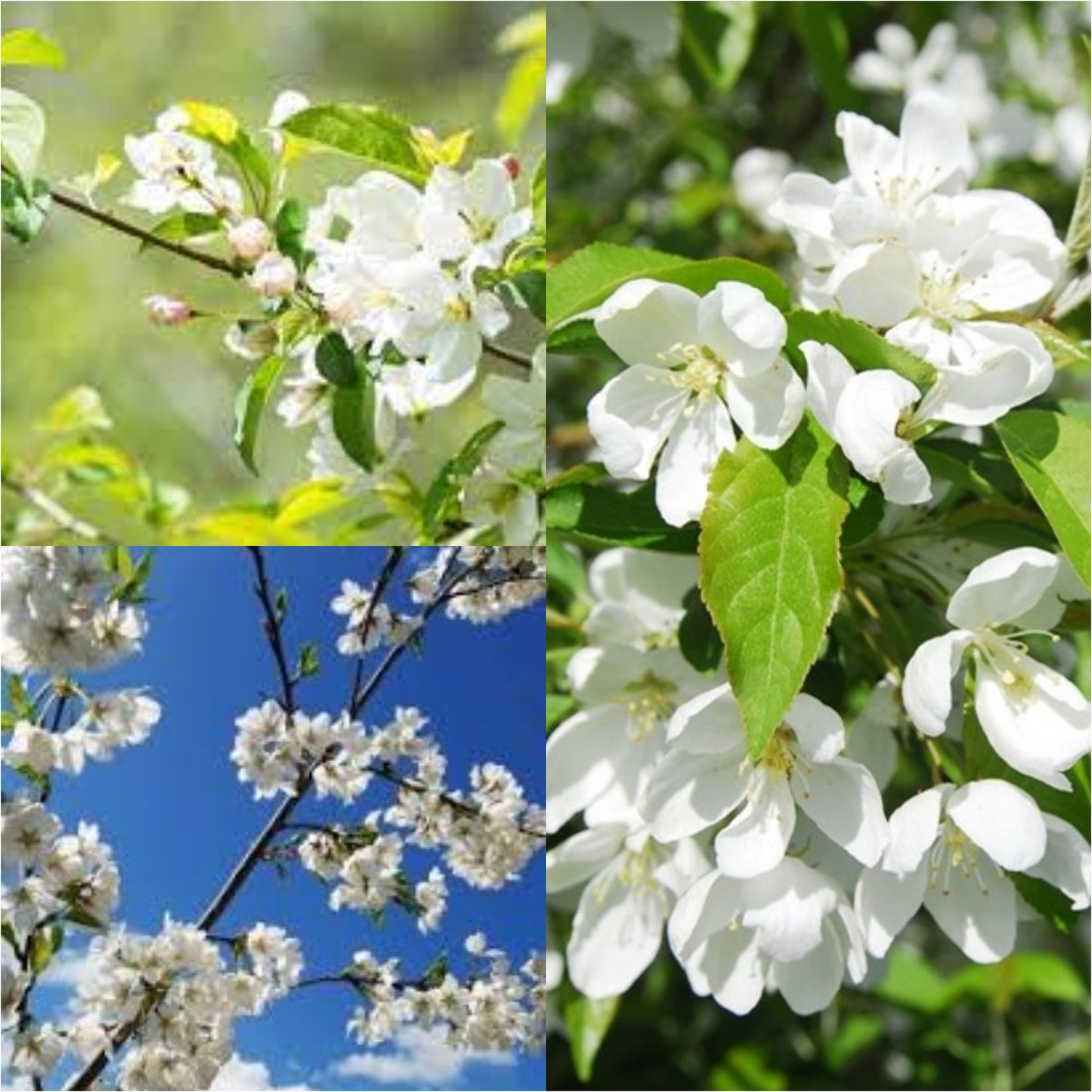 Seeds for Planting, Malus Sargentii Roselow Seed, Roselow Sargent's ...
