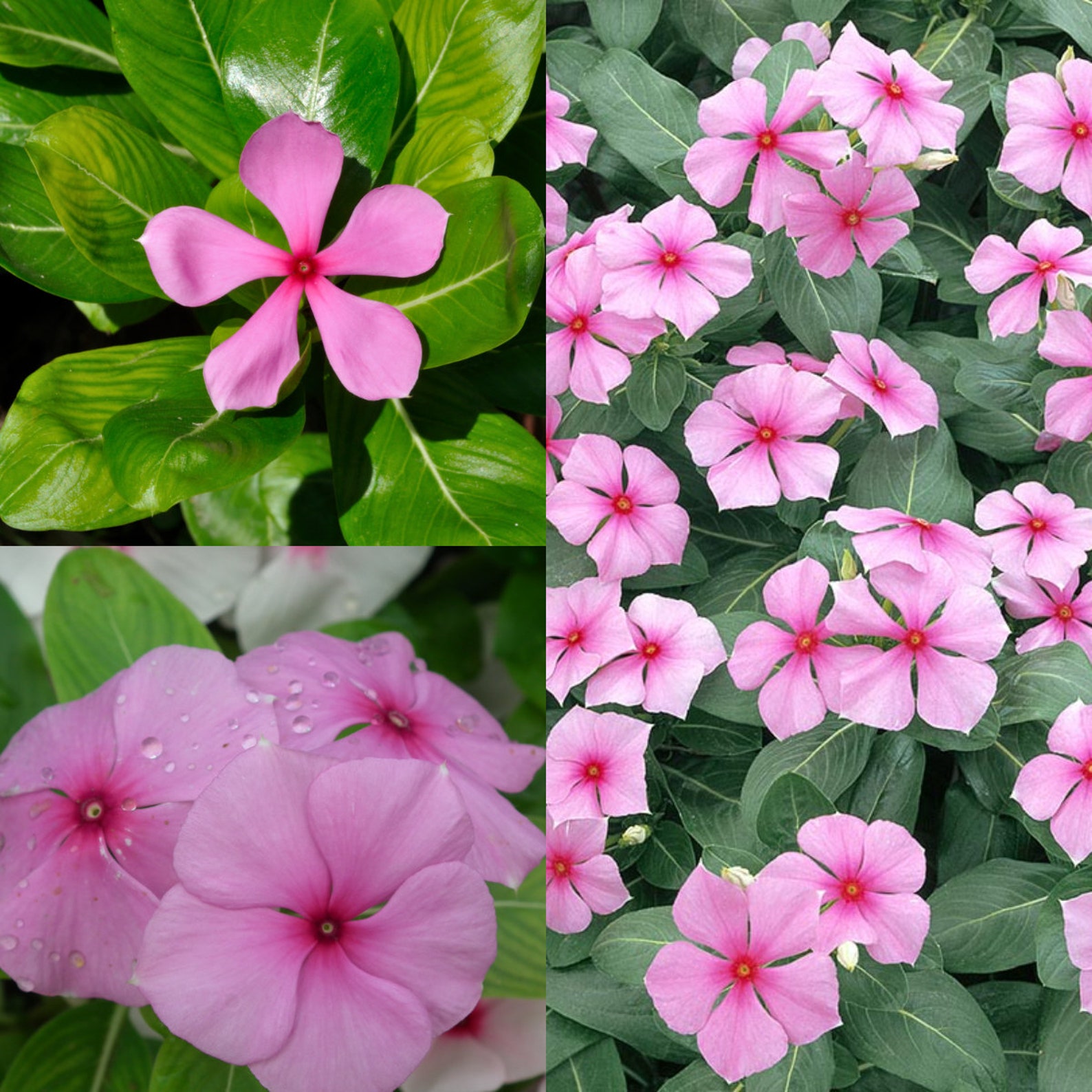 Seeds for Planting, Catharanthus Roseus Seeds, Madagascar Periwinkle ...