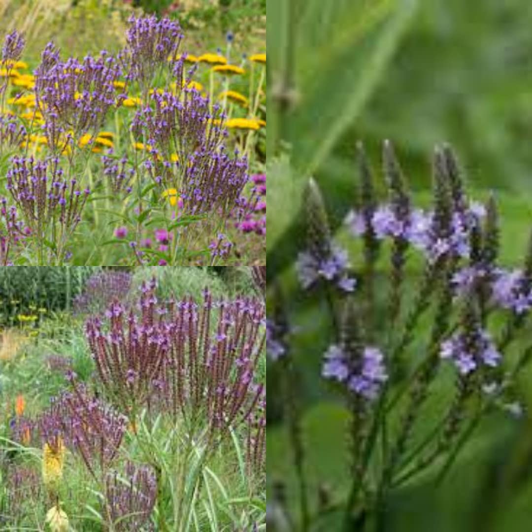 Seeds for Planting, Verbena Hastata Seeds, Vervain, Blue Vervain, Swamp ...