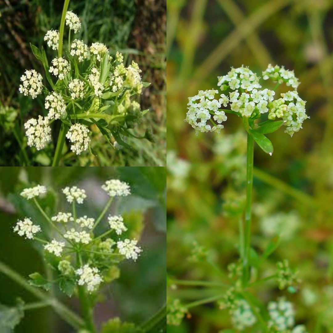Seeds for Planting, Apium Graveolens Seeds, Wild Celery, Ajmod, Ajwain ...