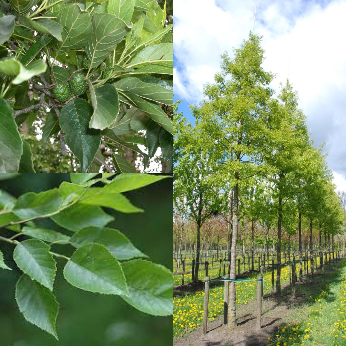 Seeds for Planting, Alnus Japonica Seeds, Japanese Alder,~ Bulk ...