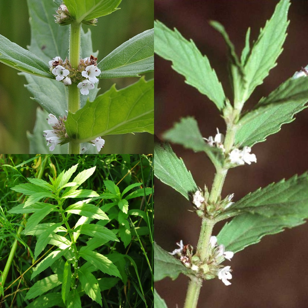 Seeds for Planting, Lycopus Asper Seeds, Rough Bugleweed, ~ Bulk ...