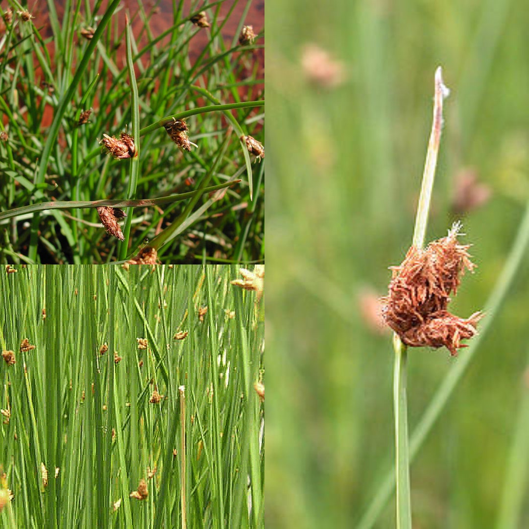 Seeds for Planting, Scirpus Pungens Seeds, Chairmaker's Rush, ~ Bulk ...