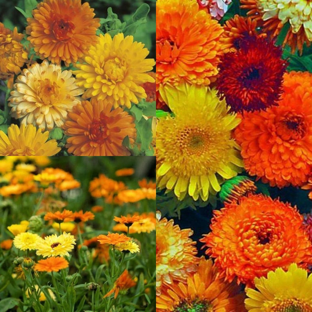 Seeds for Planting, Calendula Officinalis Pacific Beauty Seeds, Pacific ...