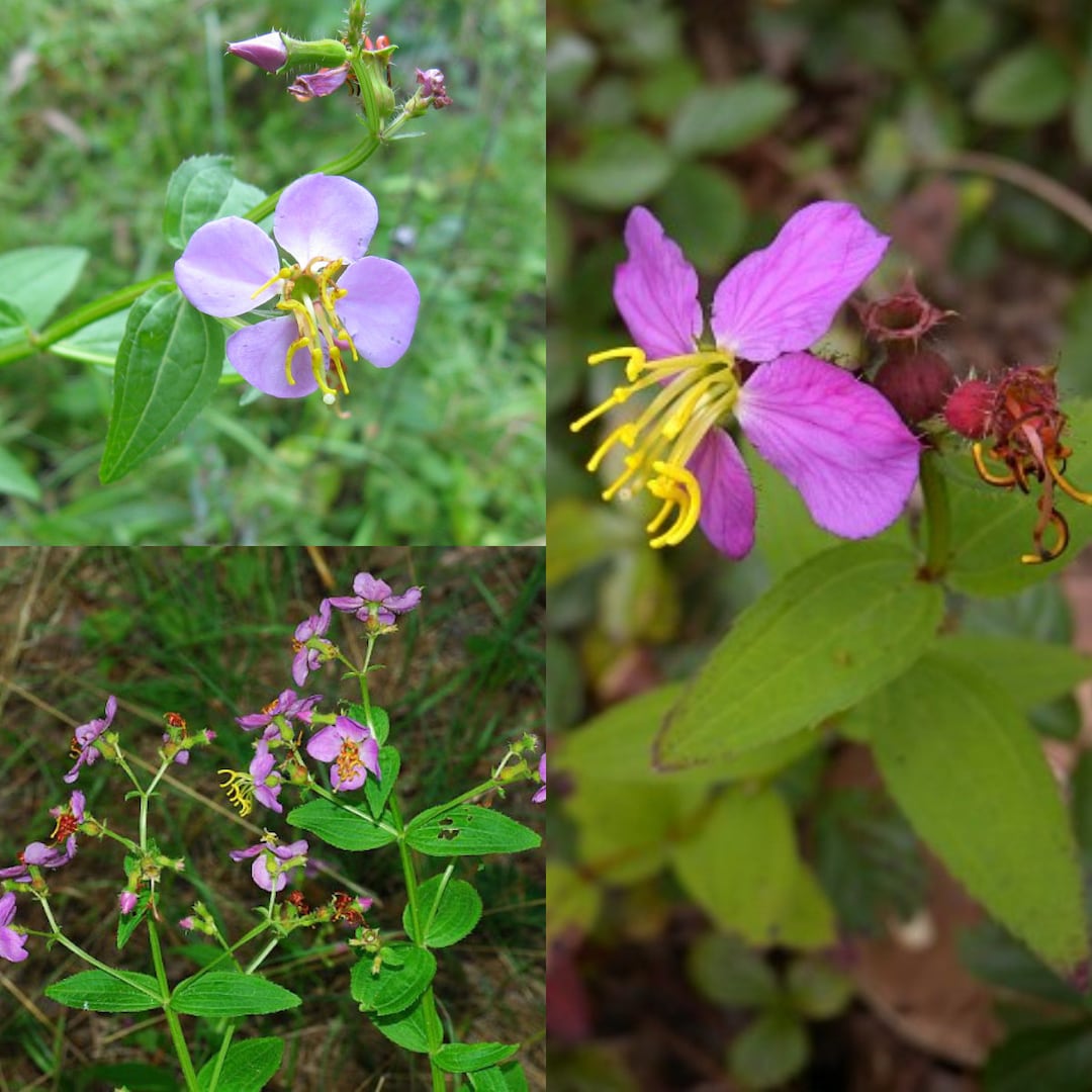 Seeds for Planting, Rhexia Virginica Seeds, Meadow-beauty, Handsome ...