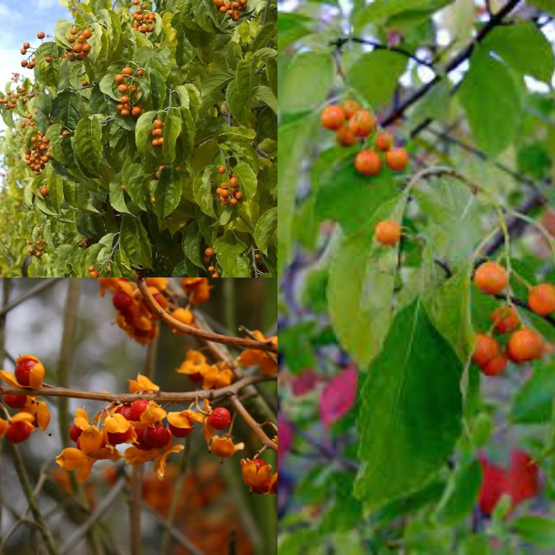 Seeds for Planting, Celastrus Scandens Seeds, Bittersweet, Climbing ...