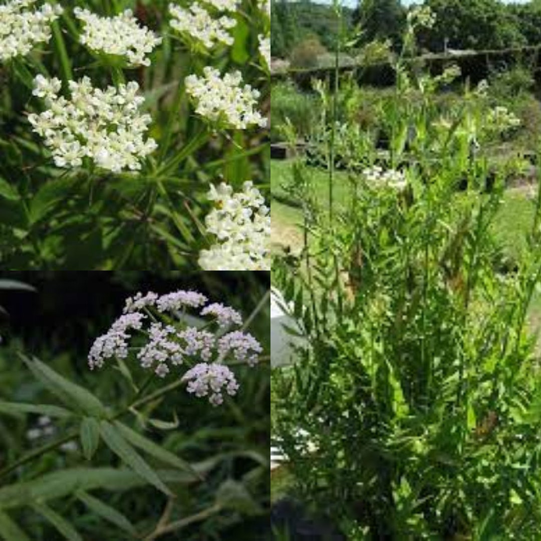 Seeds for Planting, Sium Suave Seeds, Water Parsnip, Water Parsley ...