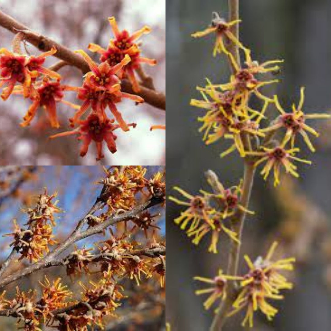 Seeds for Planting, Hamamelis Vernalis Seeds, Ozark Witchhazel, Vernal ...