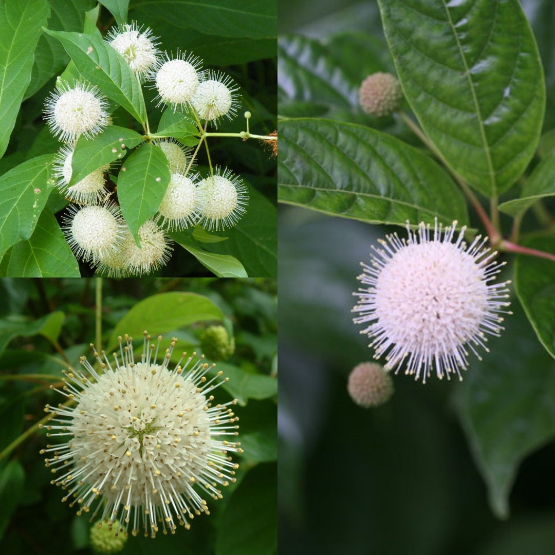 Seeds for Planting, Cephalanthus Occidentalis Seeds, Buttonbush, Common ...