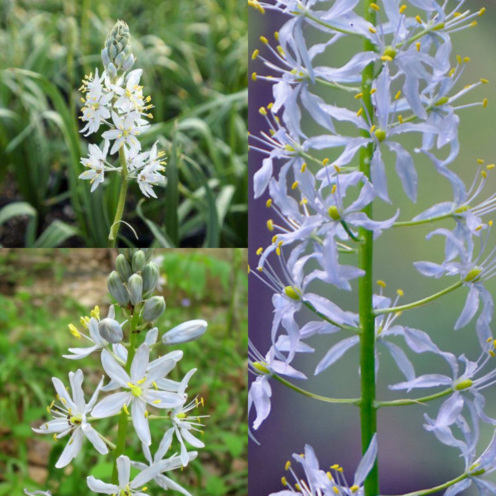 Seeds for Planting, Camassia Scilloides Seeds, Atlantic Camas, Wild ...