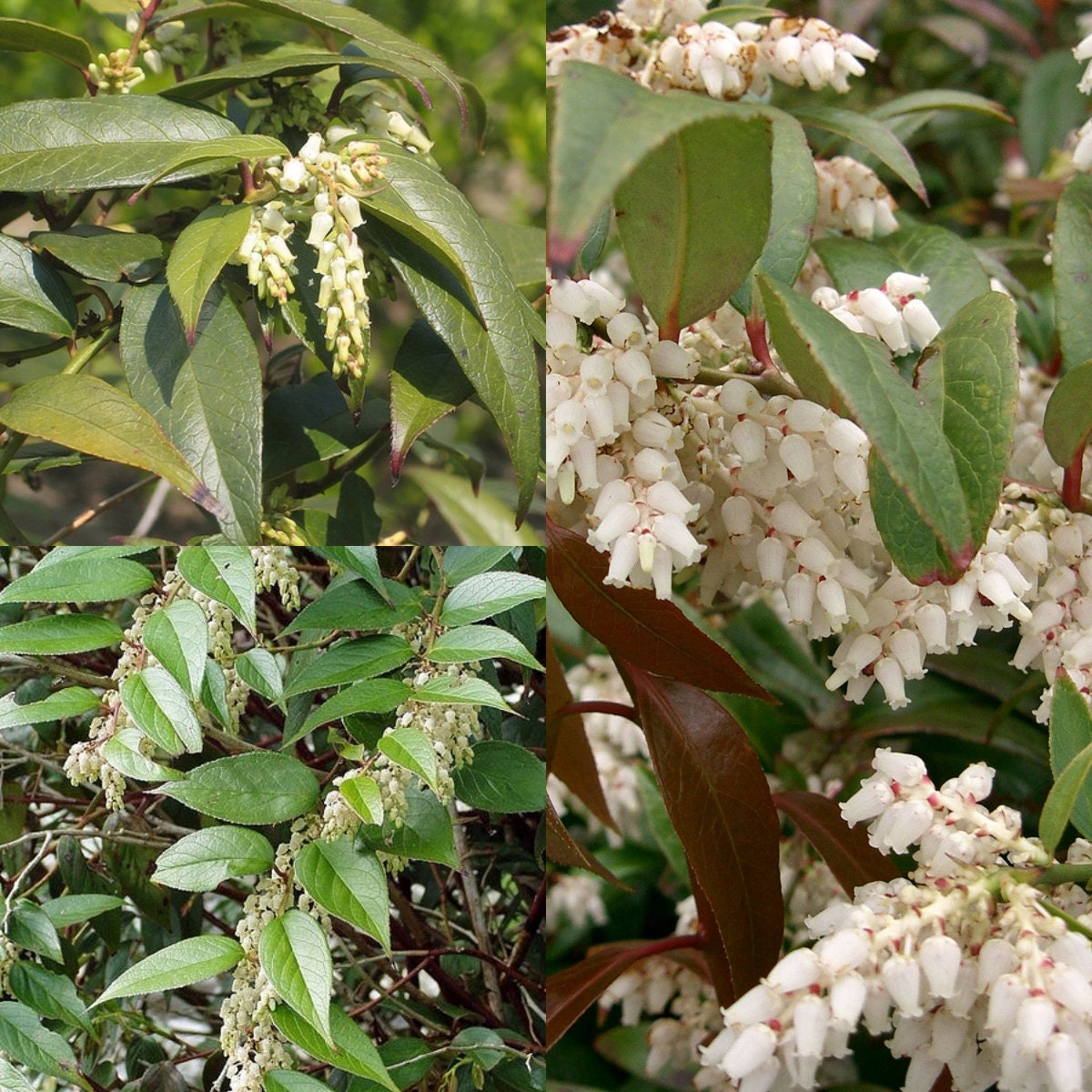 Seeds for Planting, Leucothoe Axillaris Seeds, Coastal Doghobble, Coast ...