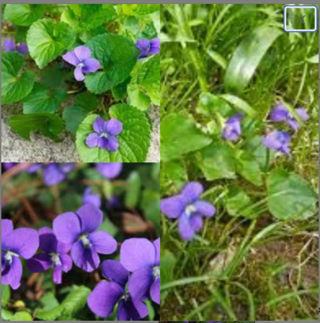 Seeds for Planting, Viola Sororia Seeds, Woolly Blue Violet, Common ...
