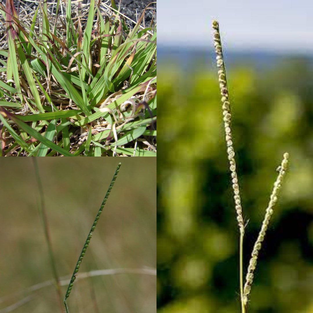 Seeds for Planting, Paspalum Setaceum Seeds, Hairy Lens Grass, Thin ...