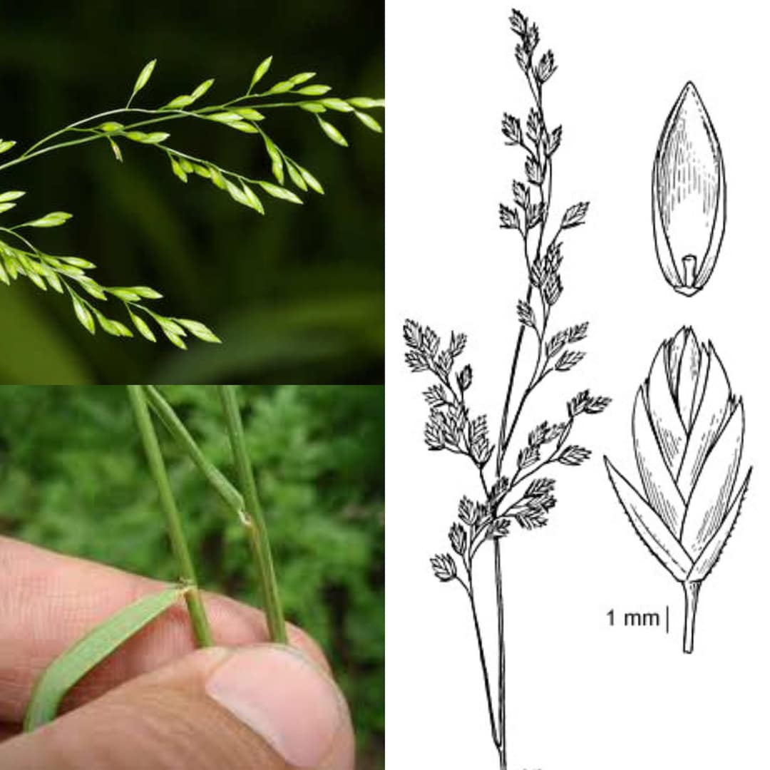 Seeds for Planting, Festuca Paradoxa Seeds, Cluster Fescue, ~ Bulk ...